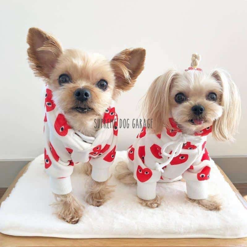 Supreme Dog Garage - Hypebeast And Designer Dog Clothes