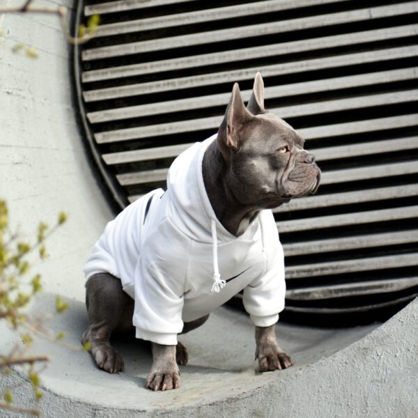 Classy Shoe Nike Dog Hoodie - Supreme Dog Garage